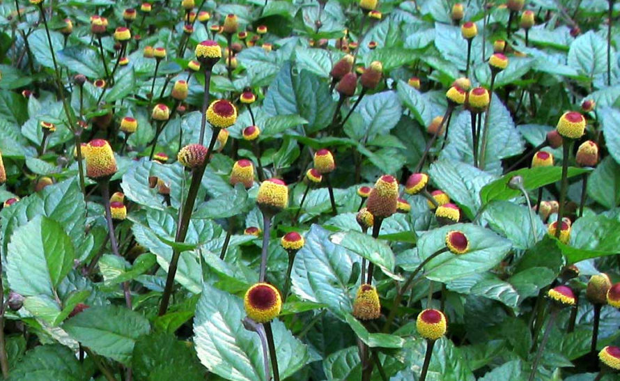 Spilanthol Serum Bestenliste und Empfehlungen der Seren 2025